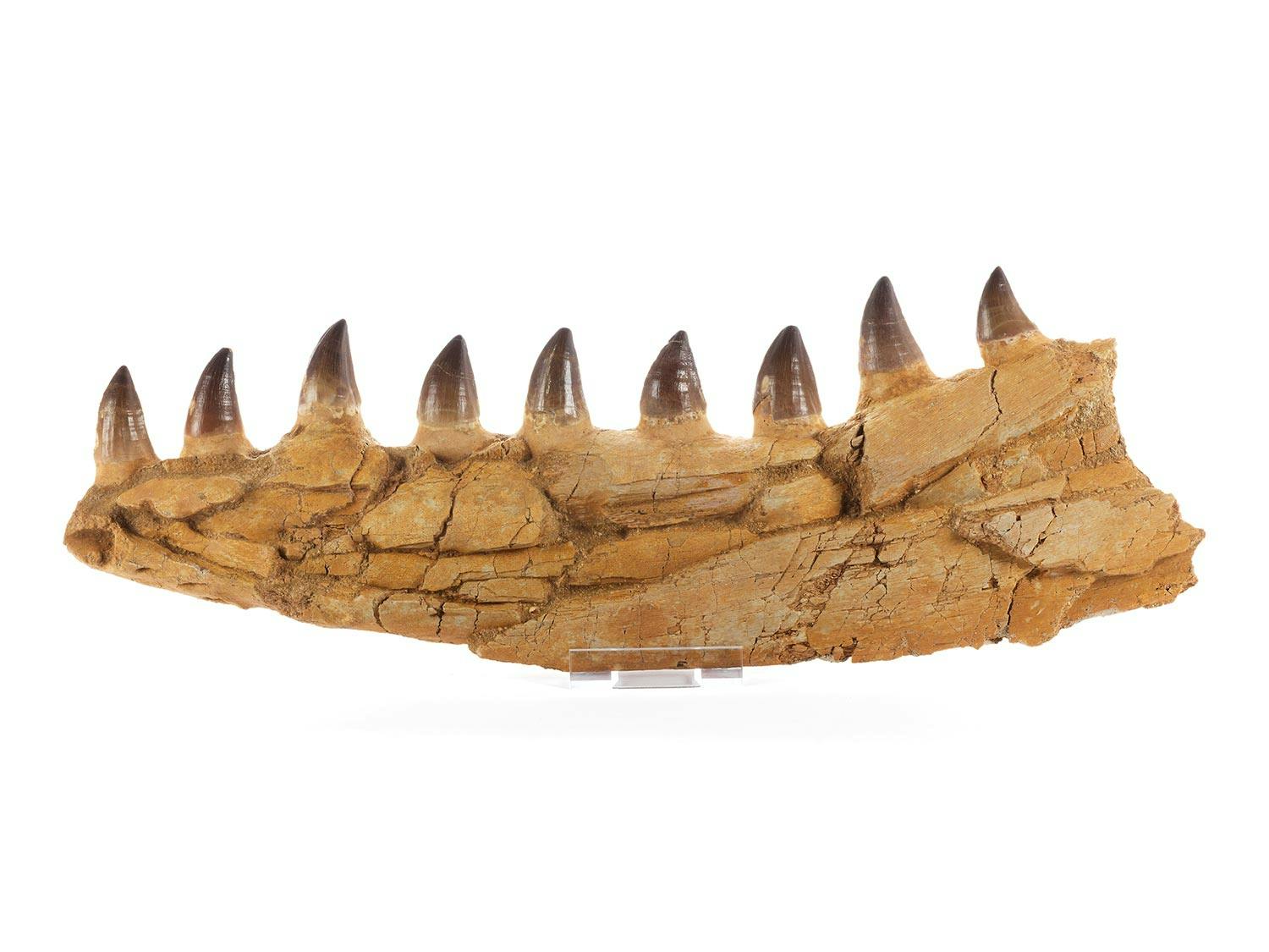 Mosasaurus Prognathodon | HAMPEL Fine Art Auctions 26.06.2025